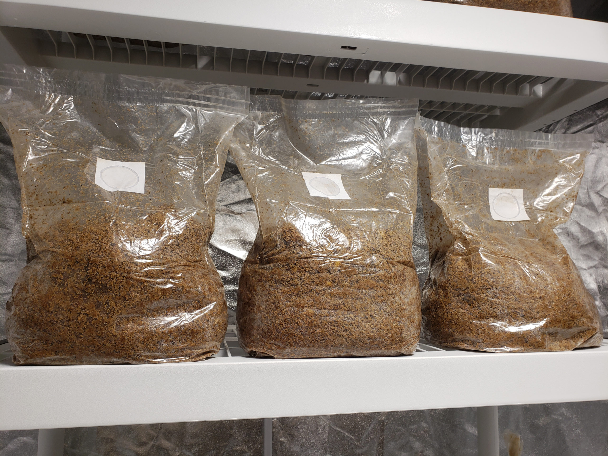 Mushroom Blocks - CAPITAL MUSHROOMS