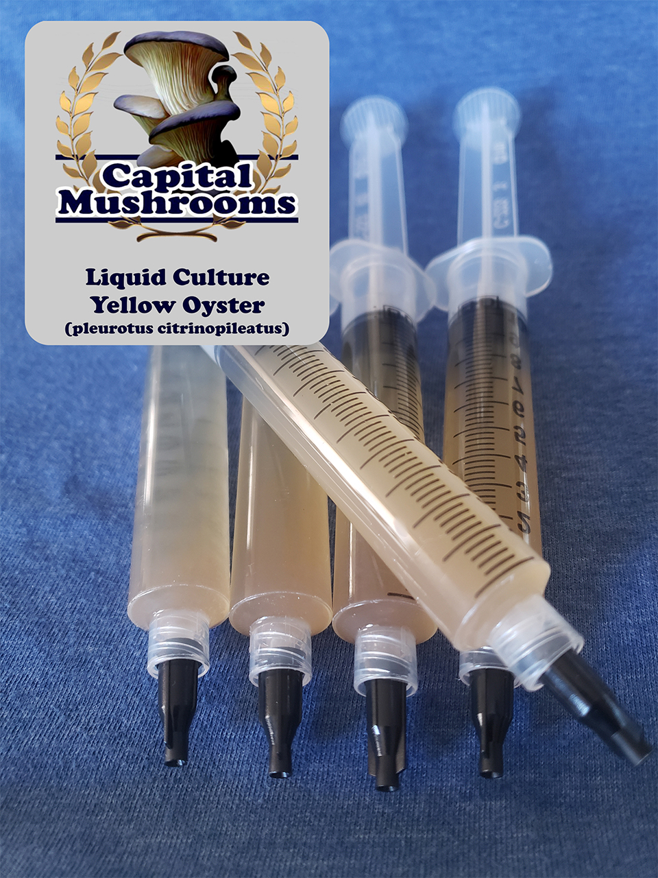 Yellow Oyster Liquid Culture - CAPITAL MUSHROOMS